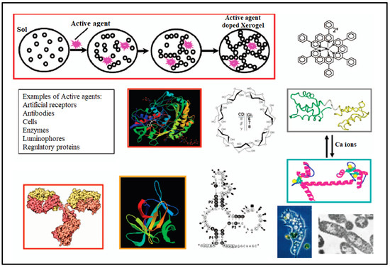 Insights into the Role of Biopolymer-Based Xerogels in Biomedical ...