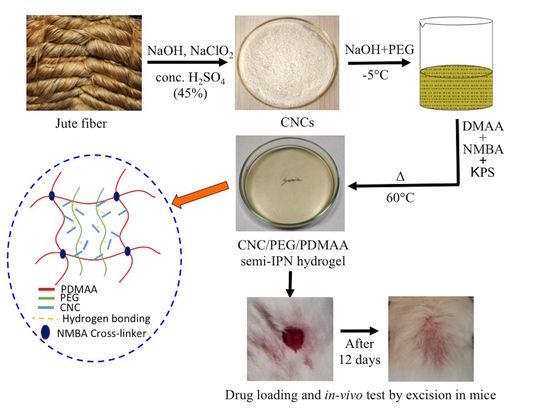 Gels | Free Full-Text | Advanced CNC/PEG/PDMAA Semi-IPN Hydrogel for ...