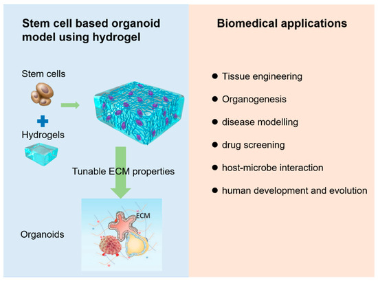 Advances of Engineered Hydrogel Organoids within the Stem Cell Field: A Systematic Review