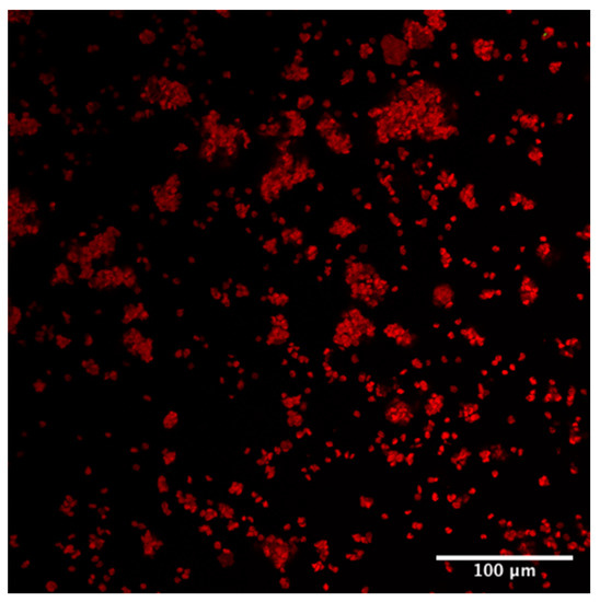 Use of Carbotrace 480 as a Probe for Cellulose and Hydrogel Formation ...