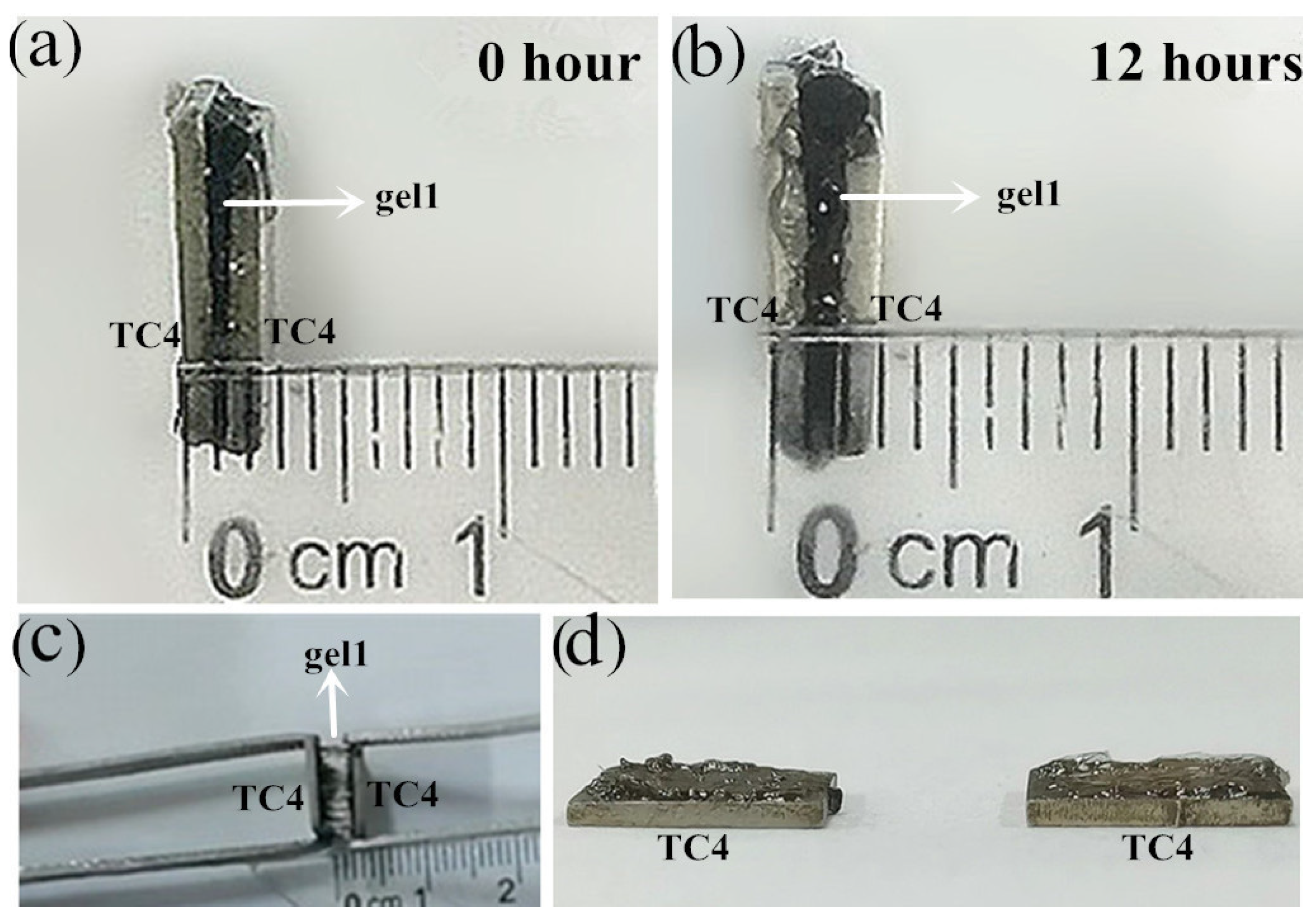 Synthesis and Properties of Hydrogels on Medical Titanium Alloy Surface ...