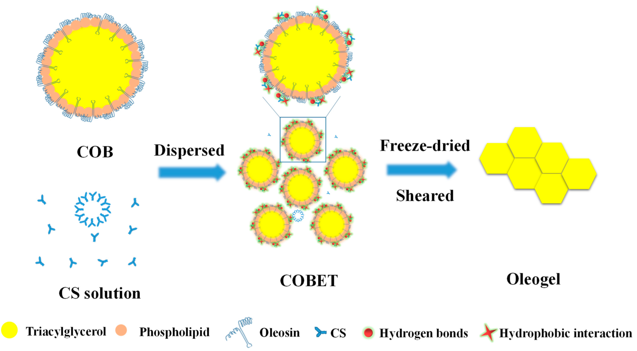 Gels | Free Full-Text | Gel Properties and Formation Mechanism of ...