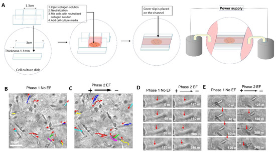 Collagen Matrices Mediate Glioma Cell Migration Induced by an ...