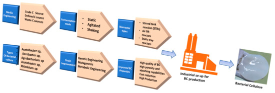 Cost-Effective Synthesis of Bacterial Cellulose and Its Applications in ...