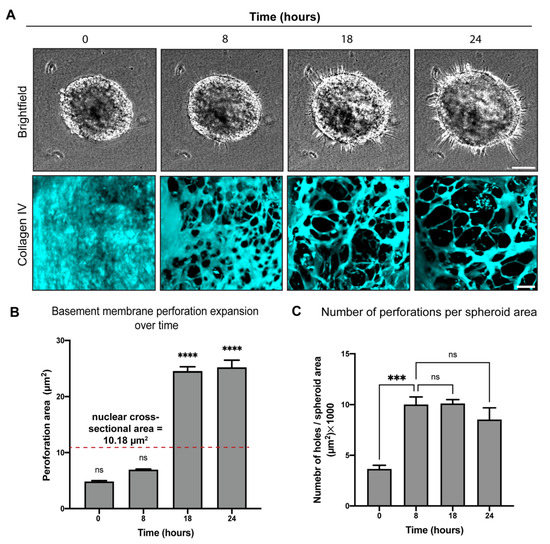 Mechanisms of Basement Membrane Micro-Perforation during Cancer Cell ...