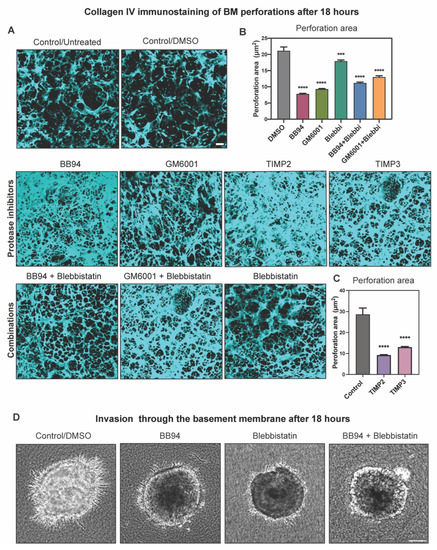 Mechanisms of Basement Membrane Micro-Perforation during Cancer Cell ...