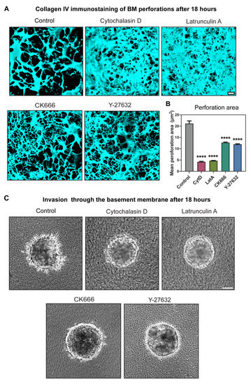 Mechanisms of Basement Membrane Micro-Perforation during Cancer Cell ...