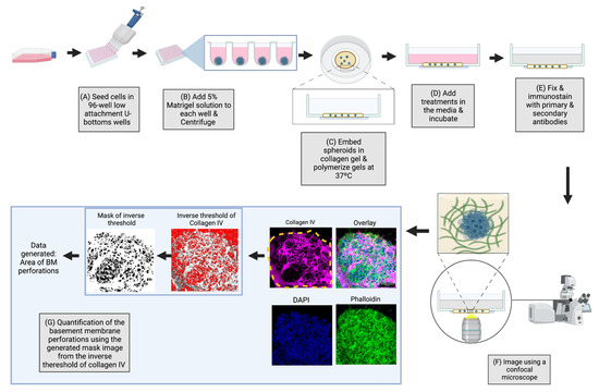 Mechanisms of Basement Membrane Micro-Perforation during Cancer Cell ...