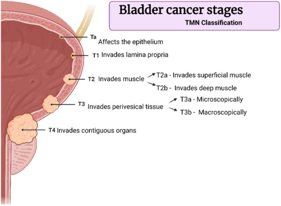 Mucoadhesive Polymers and Their Applications in Drug Delivery Systems ...