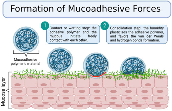 Mucoadhesive Polymers and Their Applications in Drug Delivery Systems ...