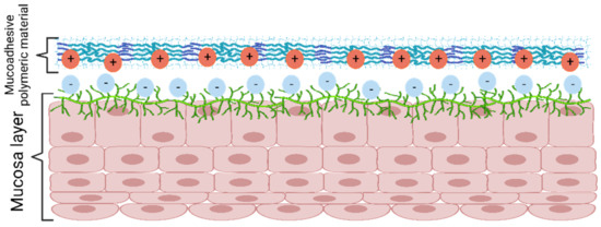 Mucoadhesive Polymers and Their Applications in Drug Delivery Systems ...