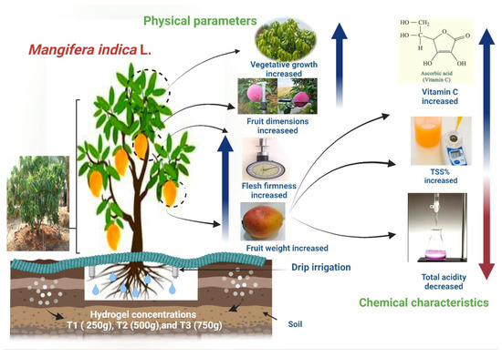 Hydrogel Improved Growth and Productive Performance of Mango Trees ...