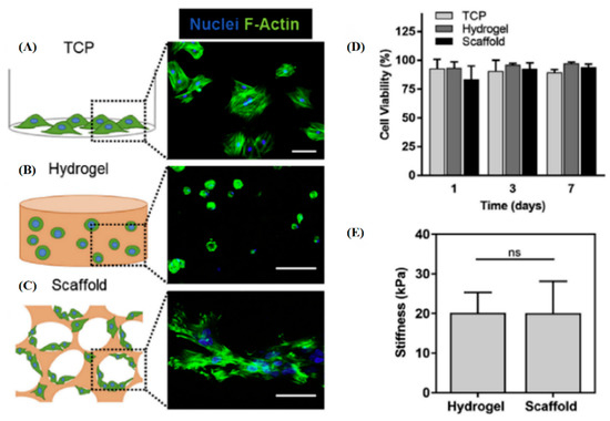 Recent Advances in Macroporous Hydrogels for Cell Behavior and Tissue ...