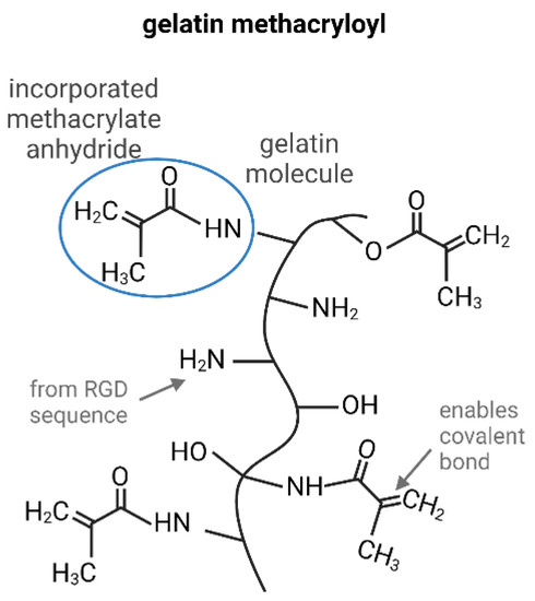 Bioprinting of 3D Adipose Tissue Models Using a GelMA-Bioink with Human ...