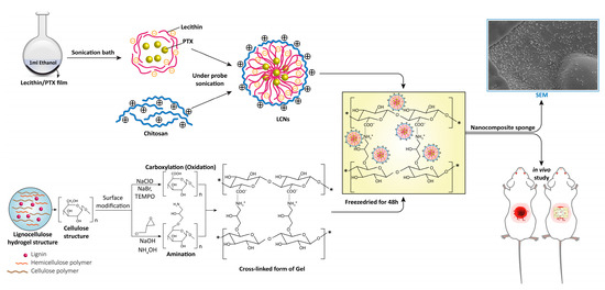 Acceleration of Wound Healing in Rats by Modified Lignocellulose Based ...