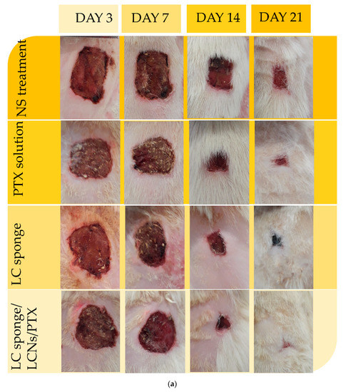 Acceleration of Wound Healing in Rats by Modified Lignocellulose Based ...