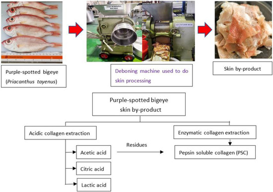 Characterization of Acid- and Pepsin-Soluble Collagen Extracted from ...