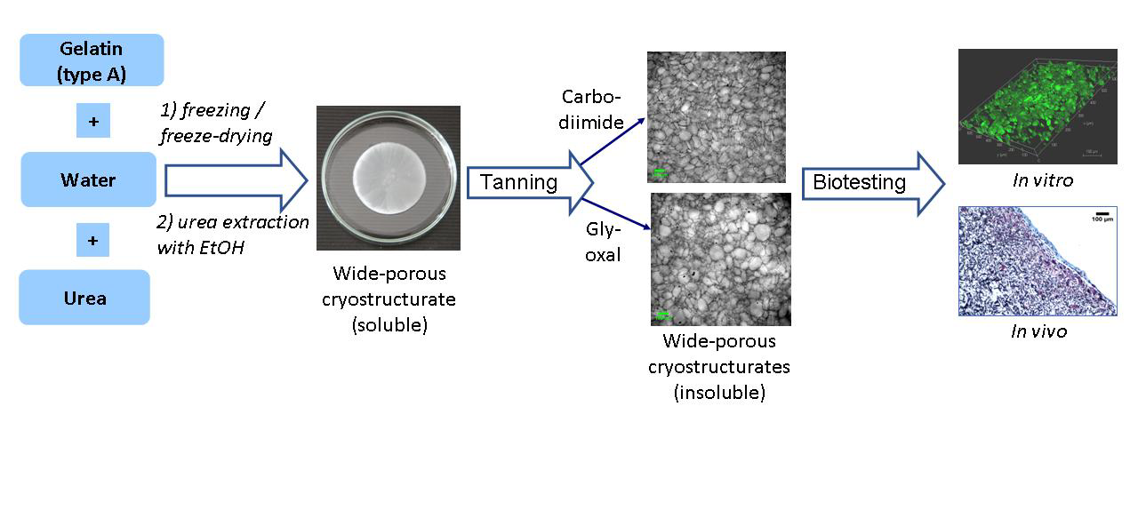 Gels | Free Full-Text | Cryostructuring of Polymeric Systems: 63 ...