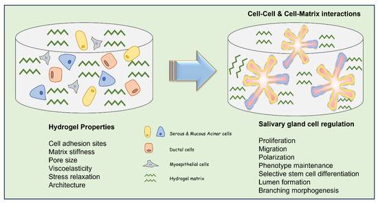 Hydrogels for Salivary Gland Tissue Engineering