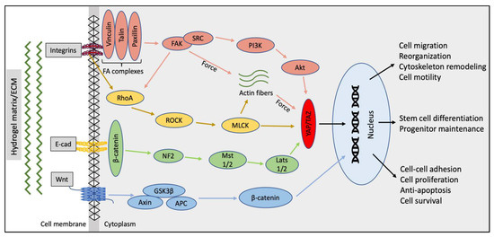 Hydrogels for Salivary Gland Tissue Engineering