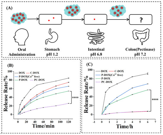 Rationally Designed Oral DOX Gels for Colon-Specific Administration
