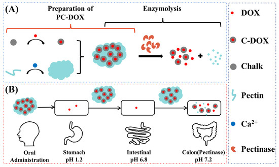 Rationally Designed Oral DOX Gels for Colon-Specific Administration