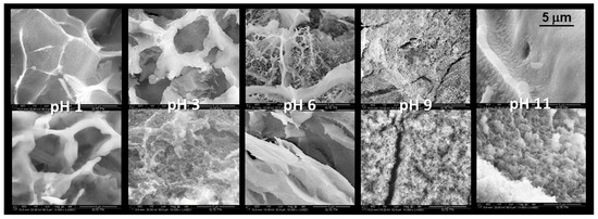 Hierarchical Porous SiO2 Cryogel via Sol-Gel Process