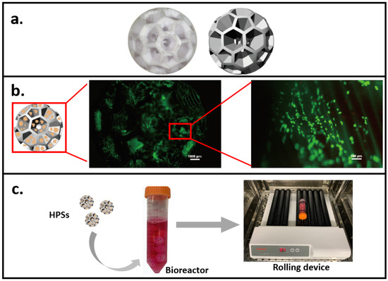 Gels | Free Full-Text | Current Advances in 3D Dynamic Cell Culture Systems