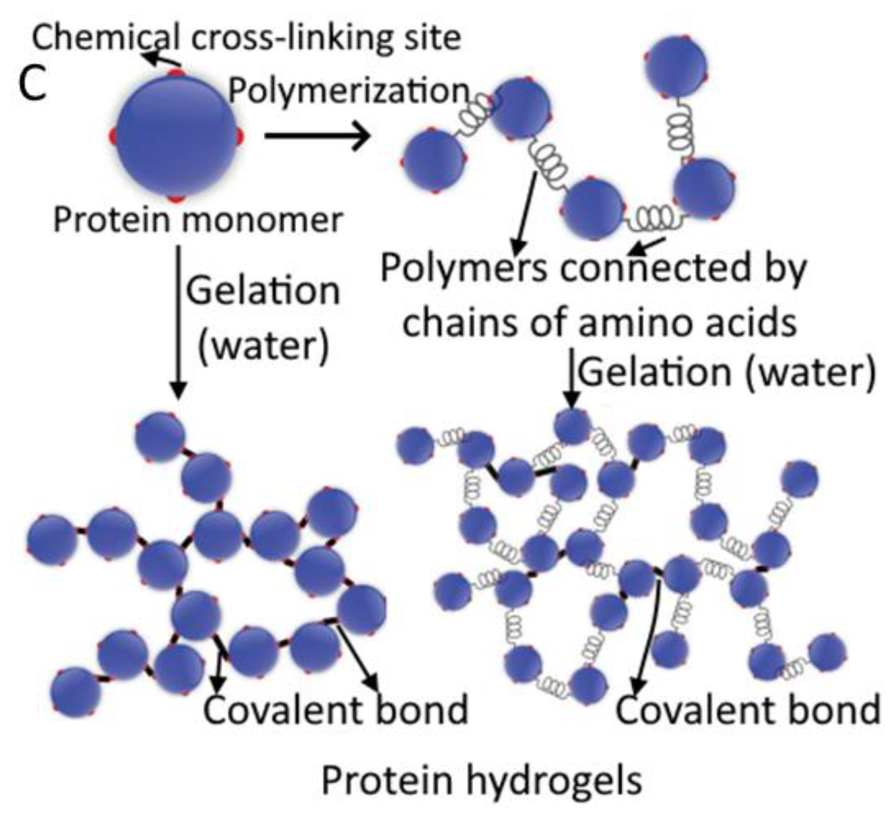 Gels | Free Full-Text | A Comprehensive Review of Food Hydrogels: Principles, Formation ...