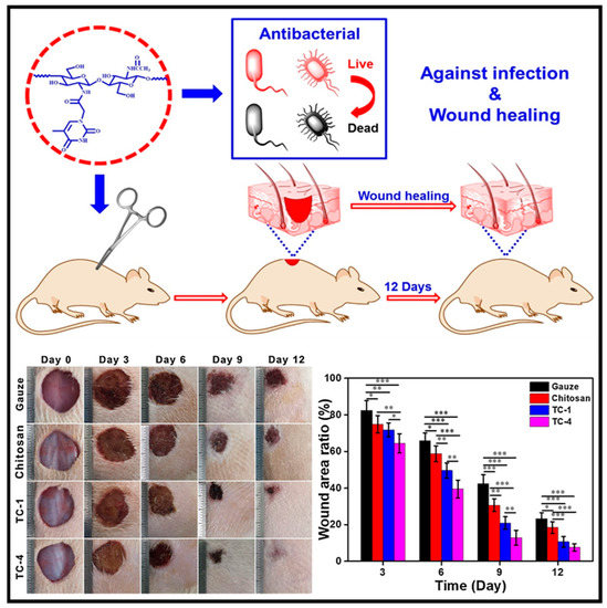 Update on Chitosan-Based Hydrogels: Preparation, Characterization, and Its Antimicrobial and ...