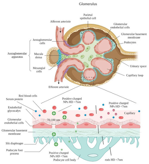 Advanced Drug Delivery Systems for Renal Disorders