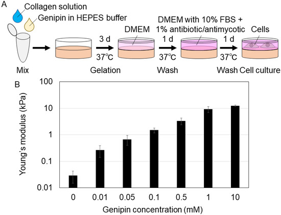 Stiffness-Modulation of Collagen Gels by Genipin-Crosslinking for Cell ...