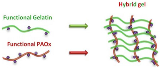 Polymer Gels: Classification and Recent Developments in Biomedical ...