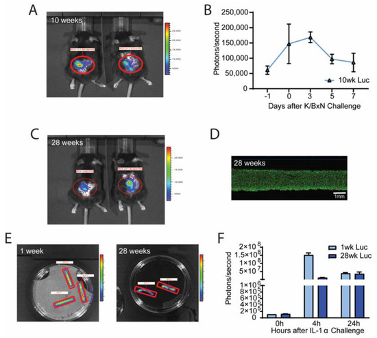 Hydrogel Encapsulation of Genome-Engineered Stem Cells for Long-Term ...