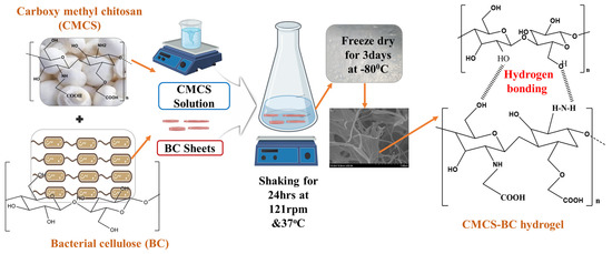 Fungal Carboxymethyl Chitosan-Impregnated Bacterial Cellulose Hydrogel ...