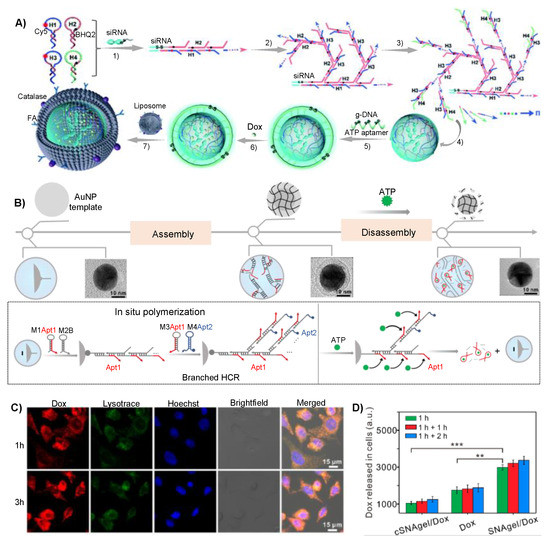 Polymeric DNA Hydrogels and Their Applications in Drug Delivery for ...
