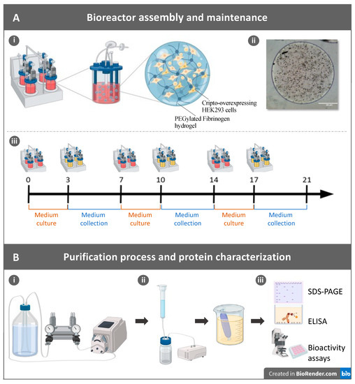 Biomanufacturing Recombinantly Expressed Cripto-1 Protein in Anchorage ...
