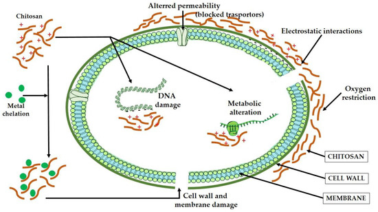 Gels | Free Full-Text | Double-Network Chitosan-Based Hydrogels with Improved Mechanical ...