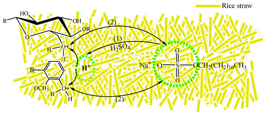Enhanced Sorption for the Oil Spills by SDS-Modified Rice Straw