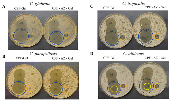 Gel Formulations with an Echinocandin for Cutaneous Candidiasis: The Influence of Azone and ...