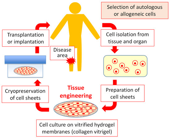 Cryopreservation of Cell Sheets for Regenerative Therapy: Application ...
