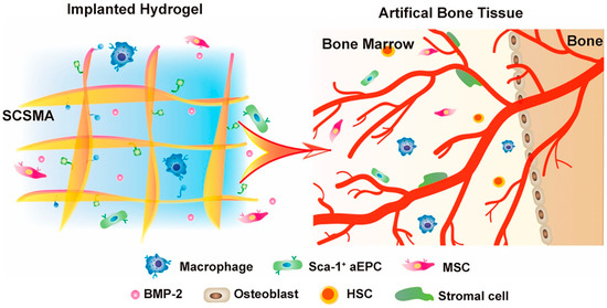 Chitosan Hydrogel as Tissue Engineering Scaffolds for Vascular ...