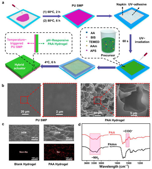 Polyurethane Shape Memory Polymer/pH-Responsive Hydrogel Hybrid for Bi ...