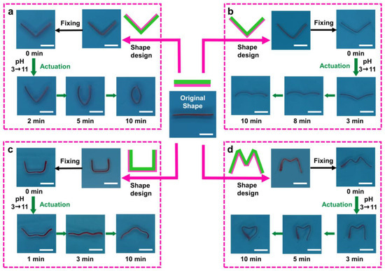 Polyurethane Shape Memory Polymer/pH-Responsive Hydrogel Hybrid for Bi ...