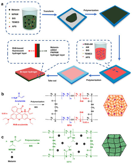 Anisotropic Bi-Layer Hydrogel Actuator with pH-Responsive Color ...