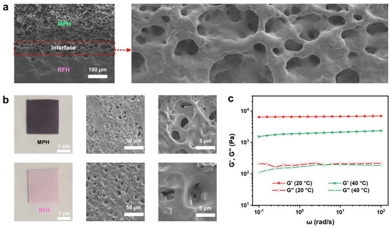 Anisotropic Bi-Layer Hydrogel Actuator with pH-Responsive Color ...