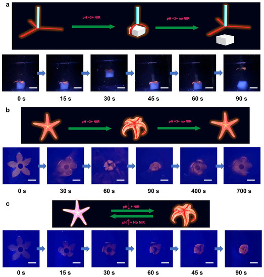 Anisotropic Bi-Layer Hydrogel Actuator with pH-Responsive Color ...
