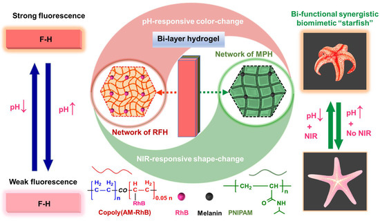 Anisotropic Bi-Layer Hydrogel Actuator with pH-Responsive Color ...