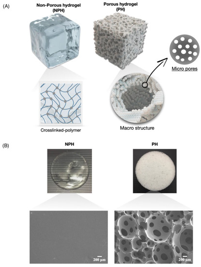 Development of Natural Active Agent-Containing Porous Hydrogel Sheets ...