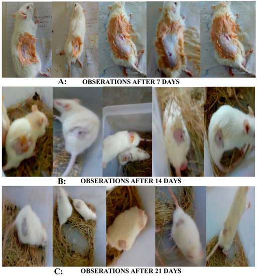Innovative Wound Healing Hydrogel Containing Chicken Feather Keratin ...